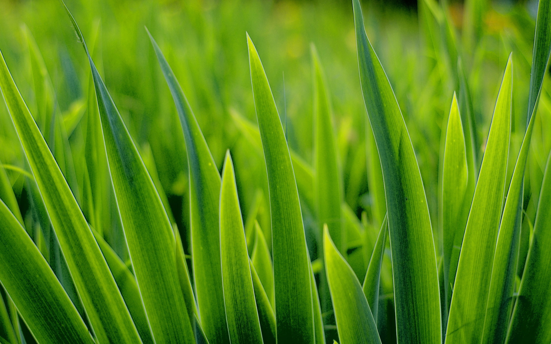 GMO Grass Set For Lawns Across US No Regulation Needed Sustainable 