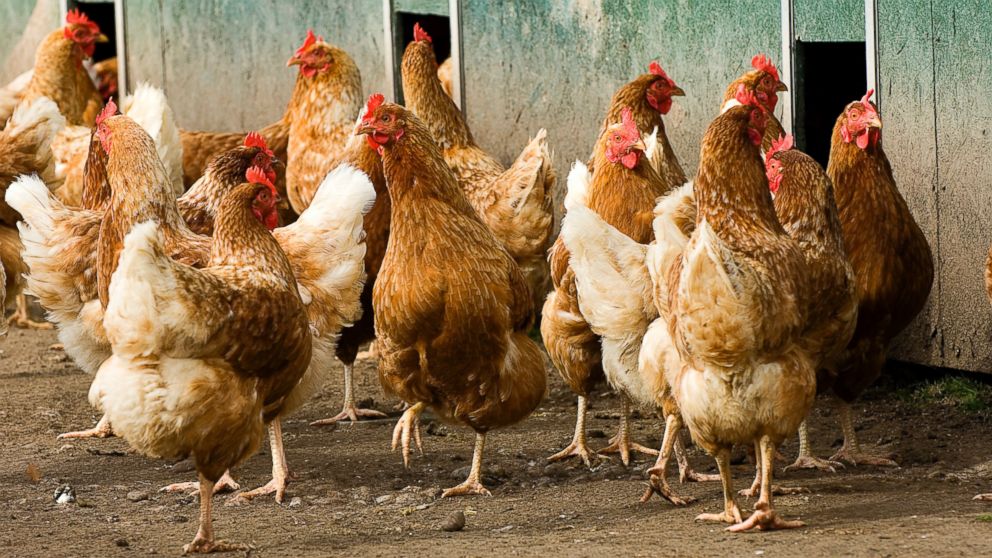 German Poultry Industry Giant Returns to GMO-Free Production ...
