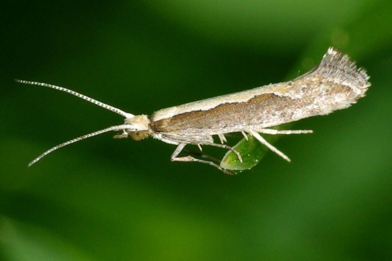 GM Moths Field Release near New York Causes Outrage - Sustainable Pulse