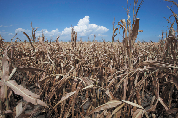 African Experts Appeal against Release Approval of Drought Tolerant GM ...