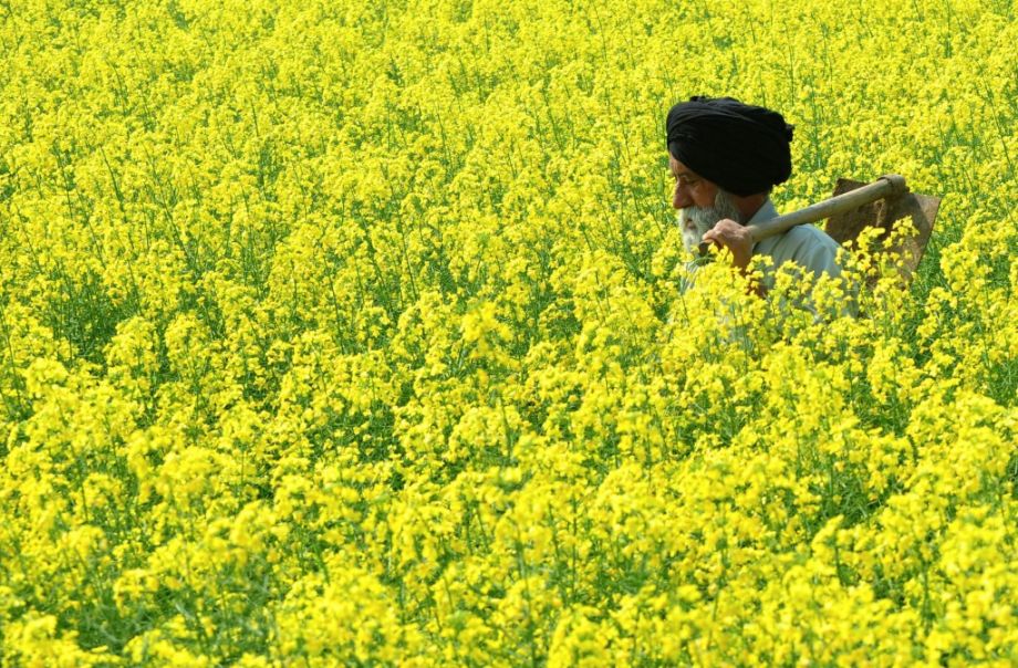 GM Free India Slams Application for GMO Mustard Commercialization ...