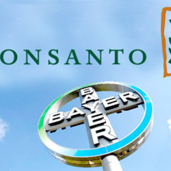 Bayer - Monsanto Merger Must Not Hide 'Monsanto's Food Crimes ...