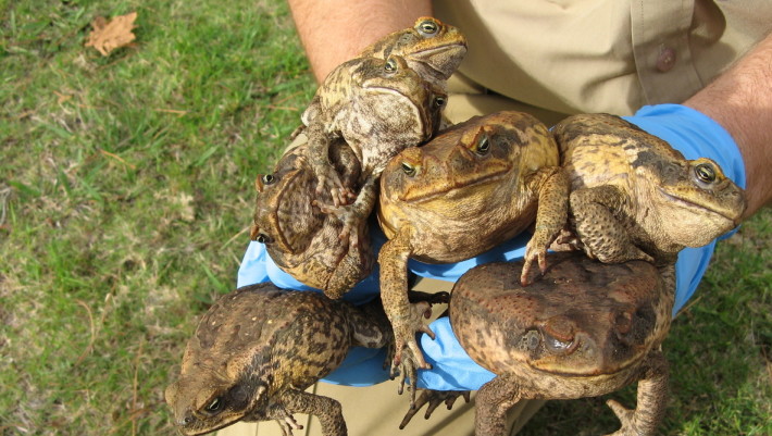 Cane Toad Glyphosate Based Mutations Destroying Australian Ecosystem ...