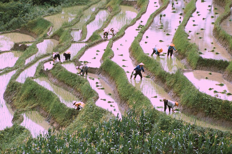 China’s First GM Rice Gets US FDA Approval - Sustainable Pulse