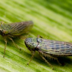 Scientists Warn US Military Could Use GMO Insect Project to Create an ...