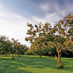 American Chestnut Foundation Board Members Resign over Support for GMO ...