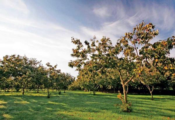 American Chestnut Foundation Board Members Resign over Support for GMO ...