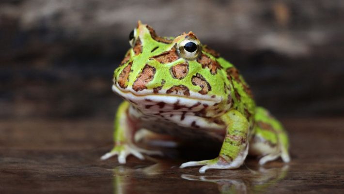 GMO Agriculture Causes Devastating Consequences on Amphibians - New ...