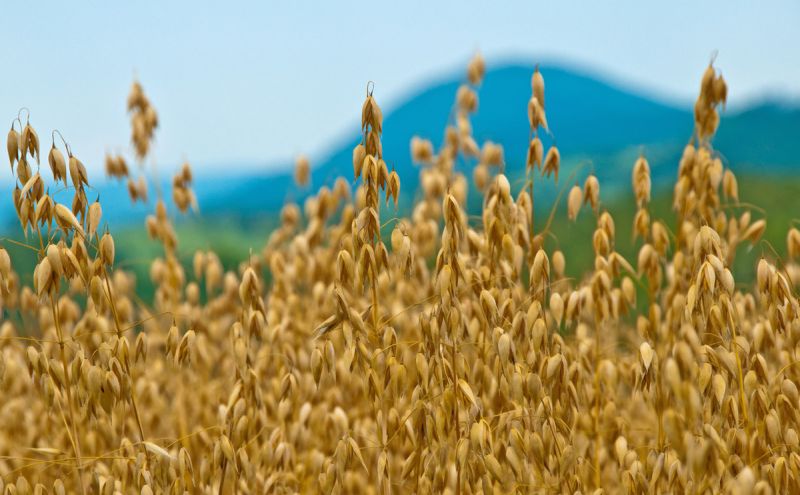 Glyphosate Levels Decline in Oats - Sustainable Pulse