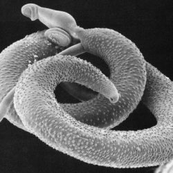 Pesticides Increase Transmission of Snail Fever - Sustainable Pulse