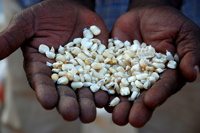 Lawsuit Challenges USDA over Lack of Labeling for GMO Seeds ...