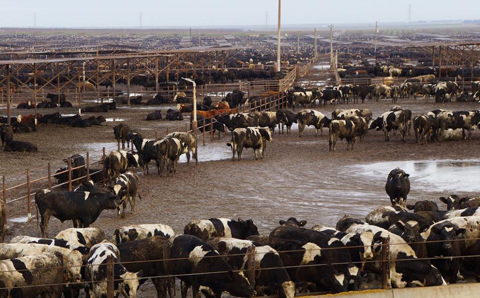 Legal Petition Challenges US EPA Inaction on Factory Farm Air Pollution ...