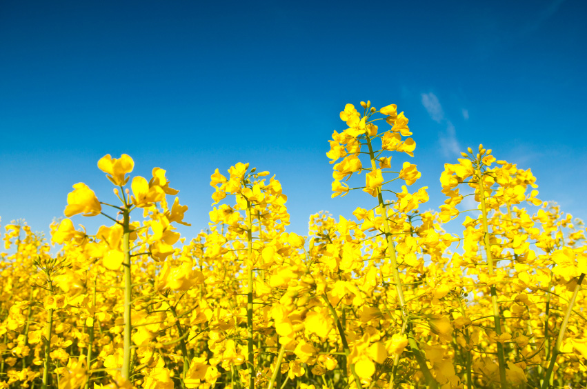 GMO Canola Out of Control on Five Continents Causing Potential Threat ...
