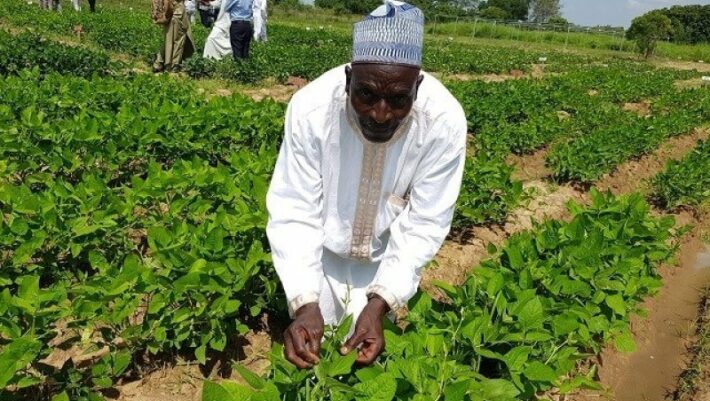 Expert Coalition Demands Nigeria Ban on GMO Bt Cowpea - Sustainable Pulse