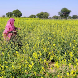 India’s GM Mustard: An Increasingly Bitter Taste - Sustainable Pulse