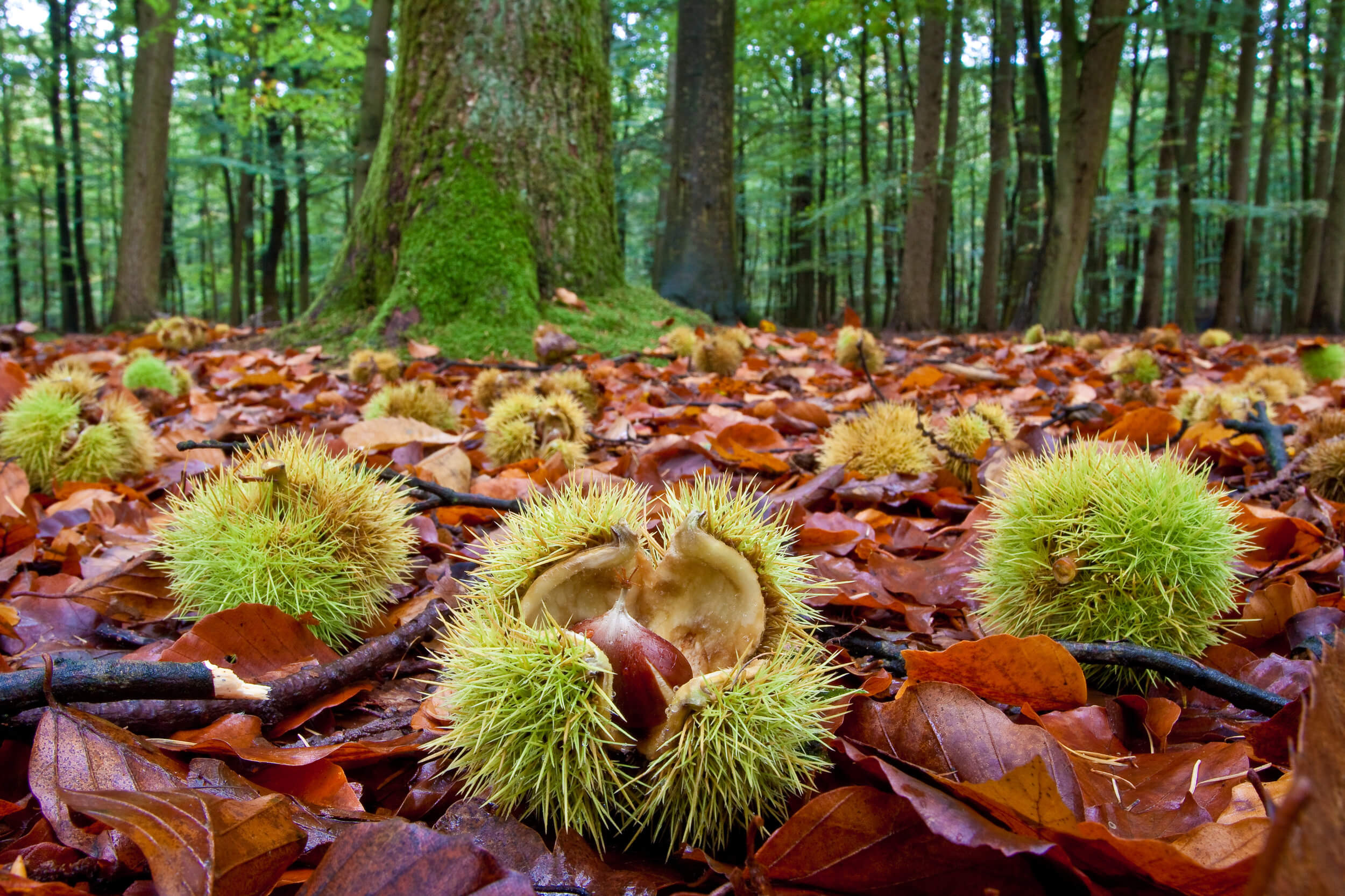 American Chestnut Foundation Pulls Support for Failed GMO American ...