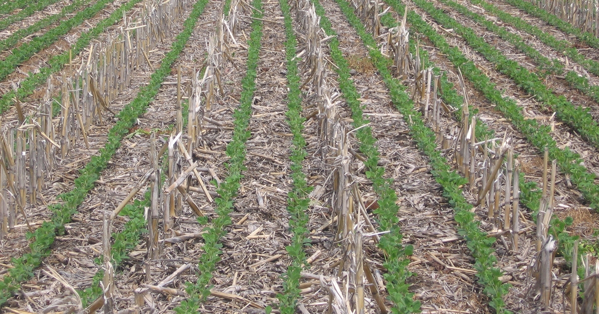 Industrial No-Till Agriculture Increases Pesticide Use and Harms Soil ...