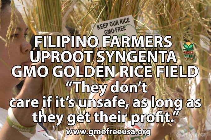 Philippine Farmers Uproot Syngenta's GMO Golden Rice Field Tests ...